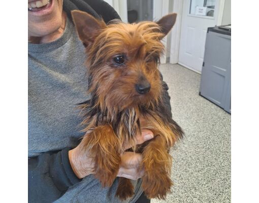 Kingman, KS - Yorkie, Yorkshire Terrier. Meet Bo a Pet for Adoption ...
