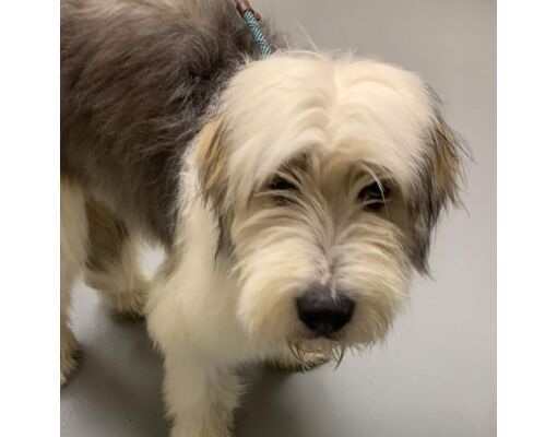 Las Vegas, NV - Bearded Collie. Meet ARIEL a Pet for Adoption ...