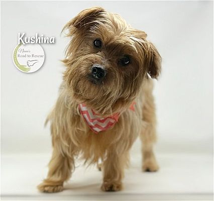 Benton, LA - Yorkie, Yorkshire Terrier. Meet Kushina a Pet for Adoption ...