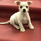 Pug Puppies - Pug Rescue and Adoption Near You