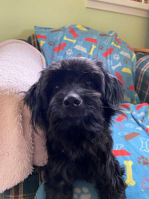 Jacksonville, OR - Lhasa Apso/Miniature Poodle. Meet Luther a Pet for ...