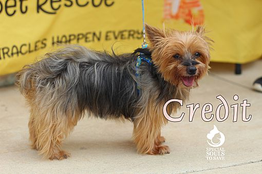 Crestview, FL - Yorkie, Yorkshire Terrier. Meet Credit a Pet for ...