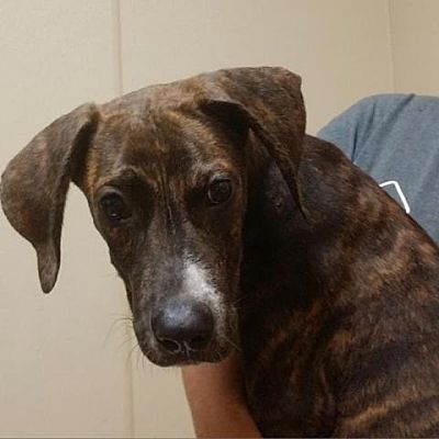 Chattanooga, TN - Plott Hound/Terrier (Unknown Type, Small). Meet Cecil ...
