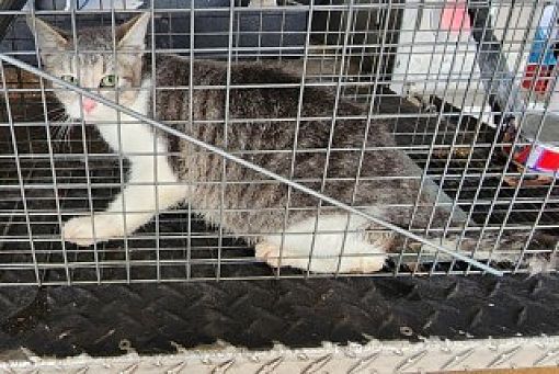 Alvin, TX - Domestic Shorthair. Meet Gumbo a Pet for Adoption ...