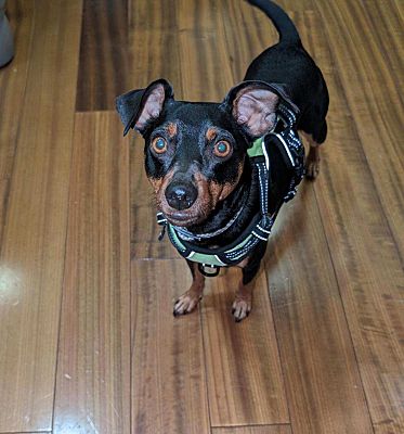 Southern California, CA - Miniature Pinscher. Meet Pinnie a Pet for ...