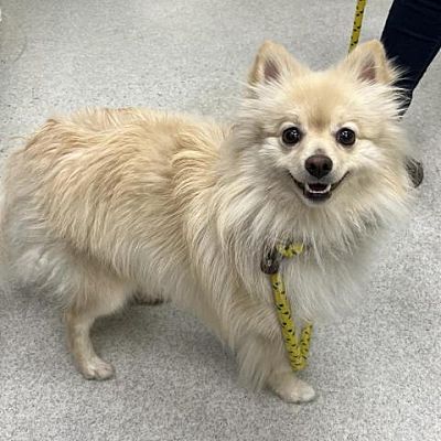 Spokane, WA - Pomeranian/Mixed Breed (Small). Meet Macy a Pet for ...