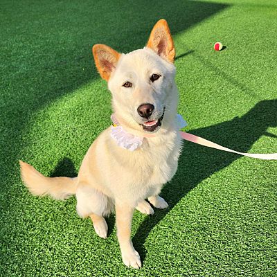 Sunnyvale, CA - Jindo/Mixed Breed (Medium). Meet Lucy a Pet for ...