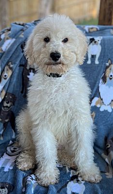 Atlanta, GA - Standard Poodle. Meet Casper a Pet for Adoption ...