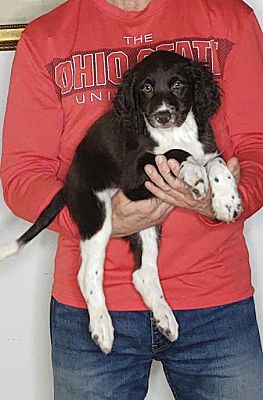 Columbus, OH - English Springer Spaniel. Meet Charlie a Pet for ...