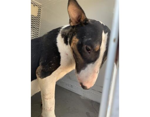Bakersfield, CA - Bull Terrier. Meet DIAMOND a Pet for Adoption ...