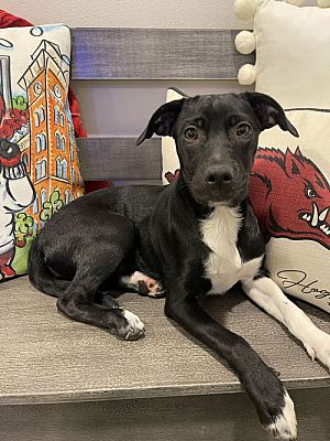 Boston, MA - Labrador Retriever. Meet Daisy Page a Pet for Adoption ...