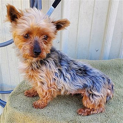 Mountain View, MO - Yorkie, Yorkshire Terrier. Meet Mattie a Pet for ...