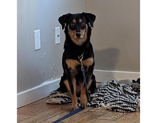 Philadelphia, PA - Beagle/Mixed Breed (Medium). Meet Olivia Newton John ...