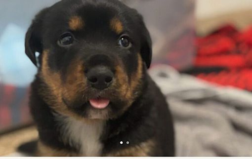 Houston, TX - Rottweiler/Golden Retriever. Meet colby a Pet for ...