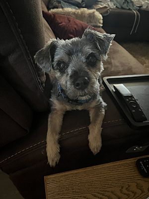 Citrus Heights, CA - Yorkie, Yorkshire Terrier. Meet Louie a Pet for ...