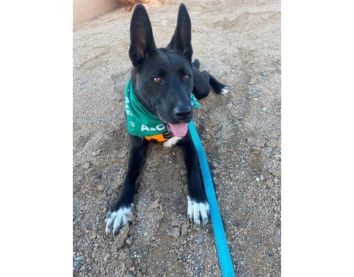 Albuquerque, NM - German Shepherd Dog. Meet XANDER a Pet for Adoption ...