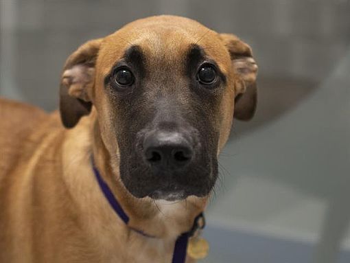 Denver, CO - Belgian Malinois/Boxer. Meet GRIZ a Pet for Adoption ...