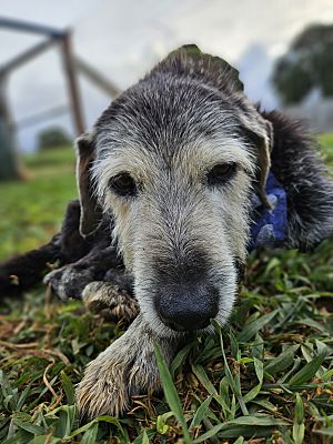 Kapaa, HI - Airedale Terrier. Meet Spike a Pet for Adoption - AdoptaPet.com