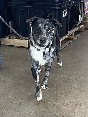 Cairo, GA - Blue Heeler/American Bulldog. Meet Remi a Pet for Adoption ...