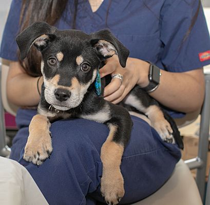 Houston, TX - Beagle/Retriever (Unknown Type). Meet Chess a Pet for ...