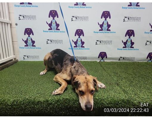 Orlando, FL - Catahoula Leopard Dog/Husky. Meet KATARA a Pet for ...