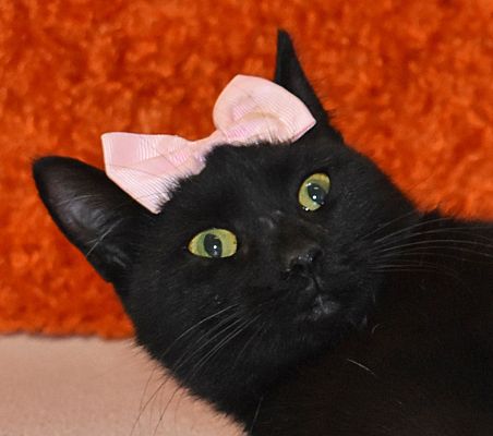 Springfield, OH - Domestic Shorthair. Meet Tootsie a Pet for Adoption ...