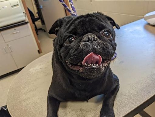 Springfield, MA - Pug. Meet HUGH a Pet for Adoption - AdoptaPet.com