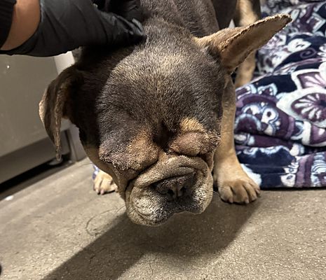 Tucson, AZ - French Bulldog. Meet Spud a Pet for Adoption - AdoptaPet.com