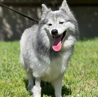 Valrico, FL - American Eskimo Dog/Siberian Husky. Meet Samik a Pet for ...
