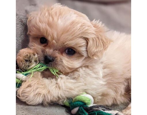Seattle, WA - Poodle (Miniature)/Pekingese. Meet Blondie a Pet for ...
