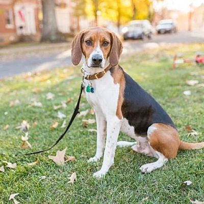 Fairfax Station, VA - Hound (Unknown Type). Meet Gunner a Pet for ...