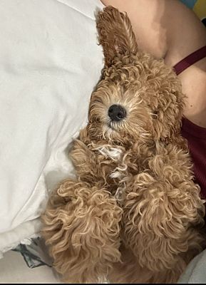 Homestead, FL - Poodle (Standard). Meet Hulk a Pet for Adoption ...