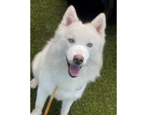 Port St Lucie, FL - Alaskan Klee Kai/Mixed Breed (Medium). Meet ECLIPSE ...