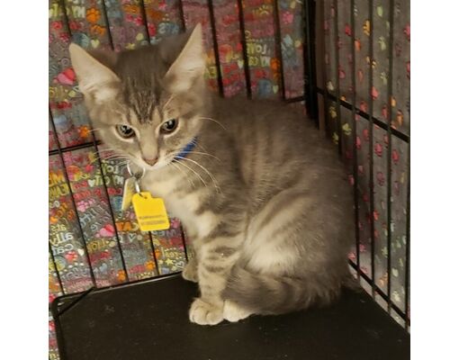 Hamilton, OH - Domestic Shorthair/Mixed Breed (Medium). Meet Roadie a ...