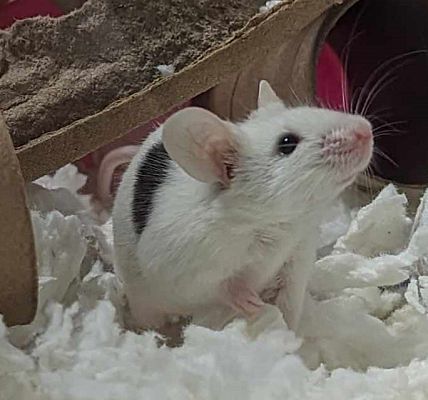 Crystal Lake, IL - Mouse. Meet Fancy Mice a Pet for Adoption ...