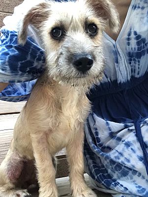 Dana Point, CA - Yorkie, Yorkshire Terrier/Terrier (Unknown Type ...