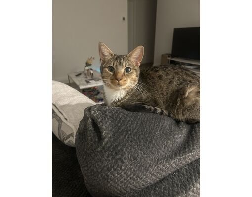 Hollywood, FL - Tabby. Meet Hera a Pet for Adoption - AdoptaPet.com