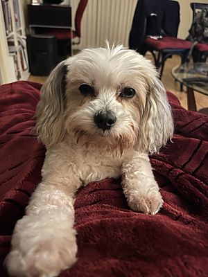 Escondido, CA - Havanese/Poodle (Miniature). Meet Calvin a Pet for ...