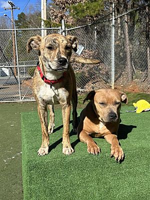 Garner, NC - Mountain Cur/Labrador Retriever. Meet Margarita a Pet for ...