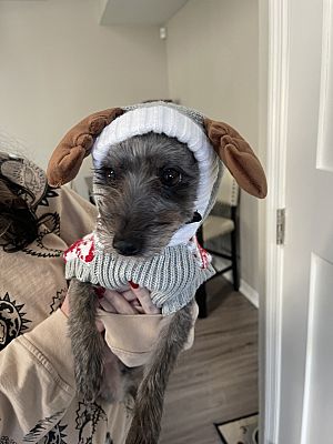 Orlando, FL - Maltese/Yorkie, Yorkshire Terrier. Meet Milo a Pet for ...