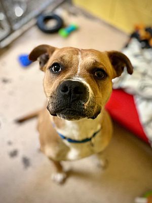 Seville, OH - English Mastiff/Pit Bull Terrier. Meet Henry a Pet for ...