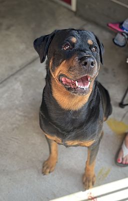 Houston, TX - Rottweiler. Meet Leo a Pet for Adoption - AdoptaPet.com