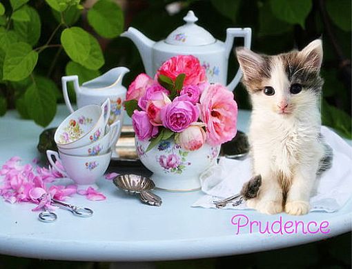 Culpeper, VA - Domestic Longhair. Meet Prudence *kitten* a Pet for ...