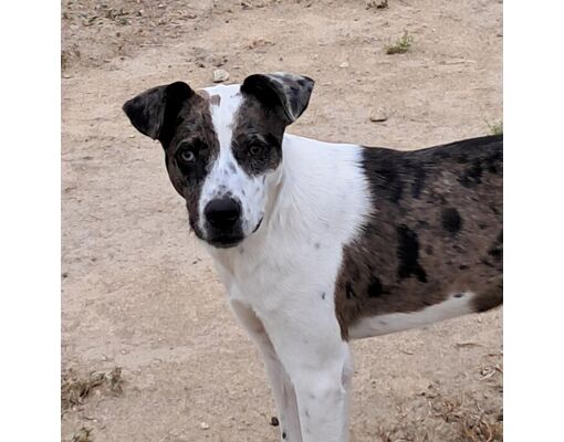 Pittsburgh, PA - Catahoula Leopard Dog/Whippet. Meet Helena JuM* a Pet ...