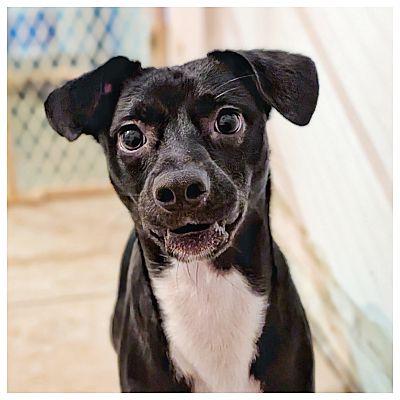 Eustis, FL - Chihuahua/Whippet. Meet Pepper a Pet for Adoption ...