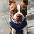 Boston Terrier Puppies - Boston Terrier Rescue and Adoption