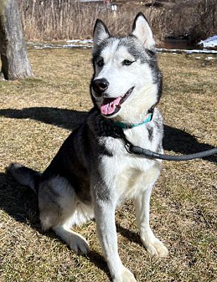 Bedford Hills, NY - Husky. Meet Emily a Pet for Adoption - AdoptaPet.com