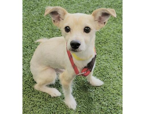Van Nuys, CA - Mixed Breed (Medium). Meet COOKIE a Pet for Adoption ...