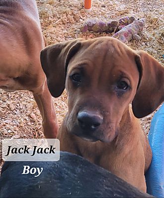 Simi Valley, CA - Doberman Pinscher. Meet Jack Jack a Pet for Adoption ...