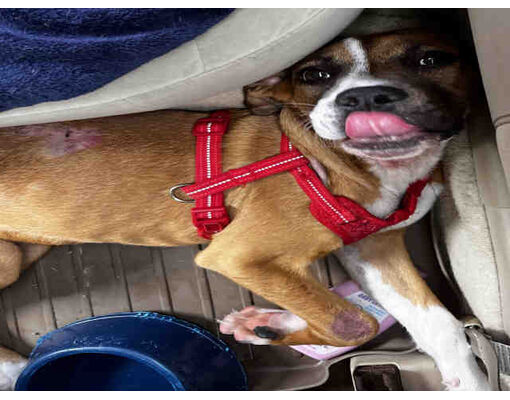 Atlanta, GA - Boxer. Meet MADDY a Pet for Adoption - AdoptaPet.com